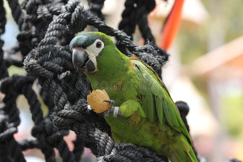 Little green parrot stock image. Image of eating, feathers - 72628371
