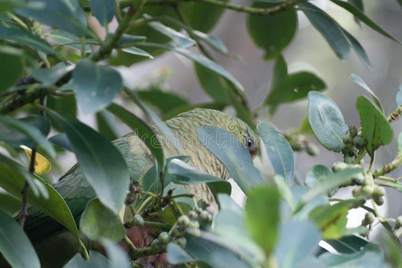 Little Green Parrot on a Tree Branch Stock Photo - Image of psittacula ...