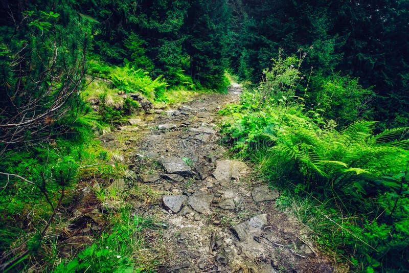 Little green path stock image. Image of quiet, rural - 82175283