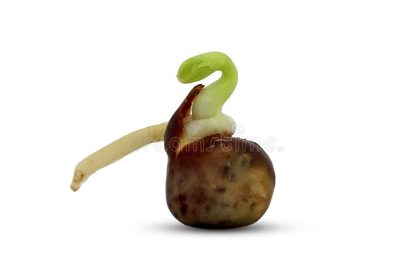 The Little Green Pea Sprout with a White Root Grows from the Pea Seed ...
