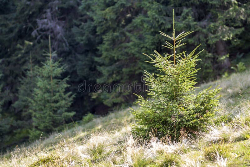 Little Green Pine Tree Growing in Forest Stock Image - Image of ...