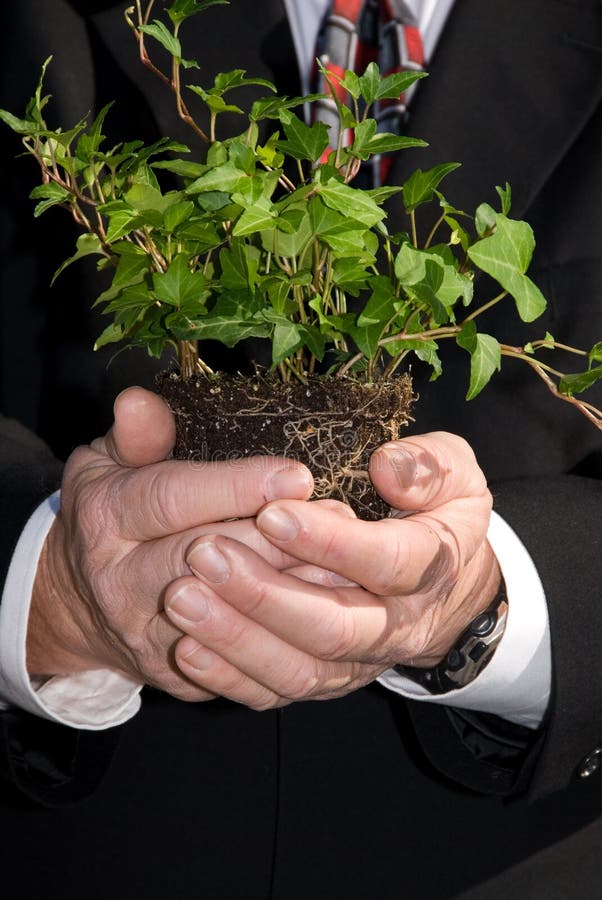 Little green plant. stock image. Image of fragile, living - 5148307