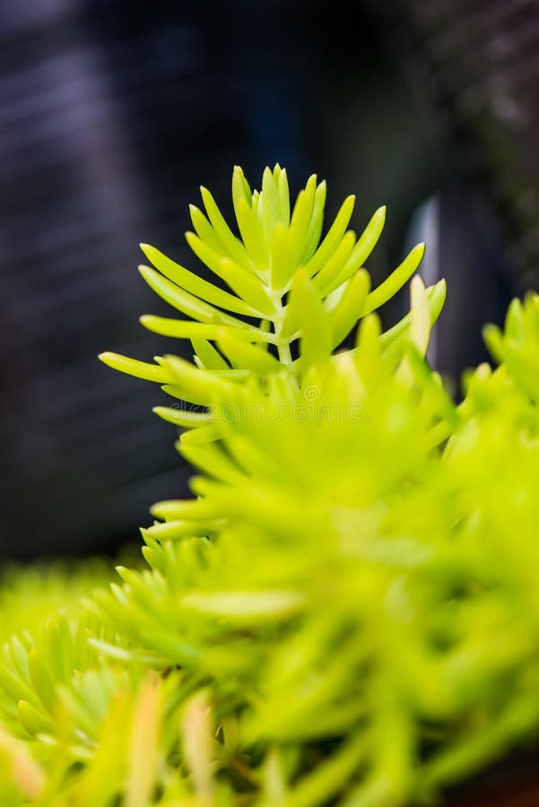 Little Green Plant Background Stock Image - Image of bright, greenleaf ...