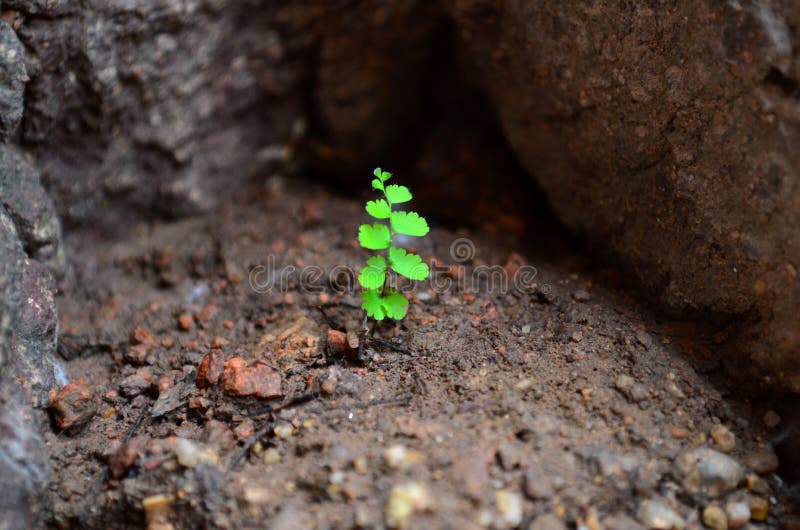 Little Green Plant stock photo. Image of plant, alone - 51097434