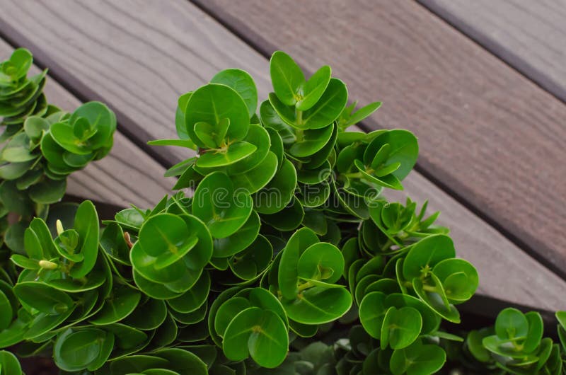 Little Green Plant on Wood Background Stock Photo - Image of design ...