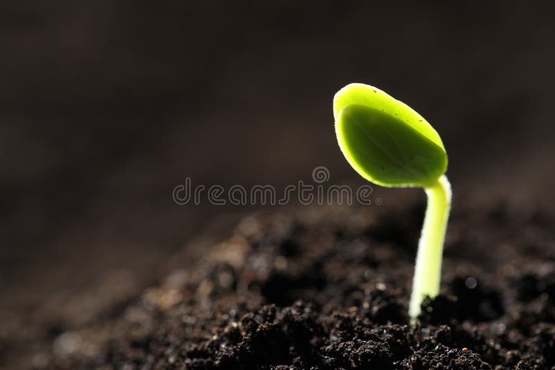 Little Green Seedling Growing in Soil, Closeup. Space for Text Stock ...