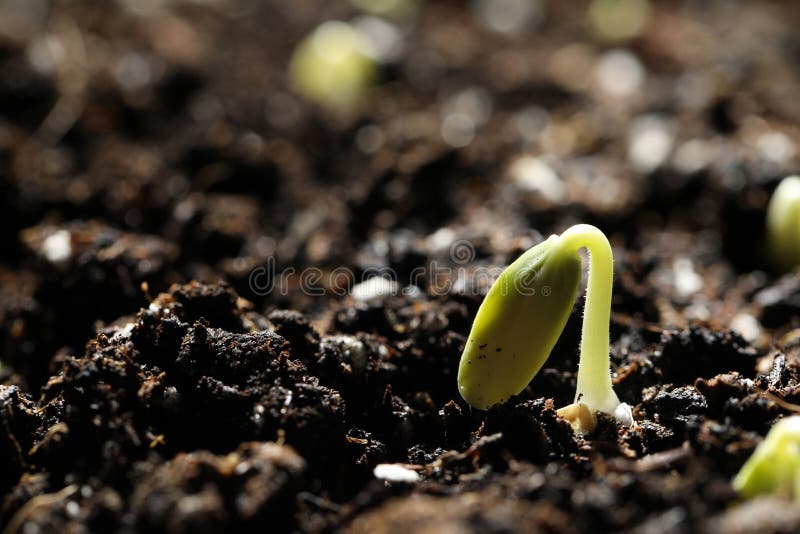 Little Green Seedling Growing in Soil, Closeup. Space for Text Stock ...