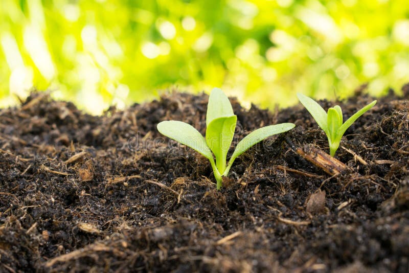 Little Green Seedlings Growing in Soil Stock Image - Image of ...
