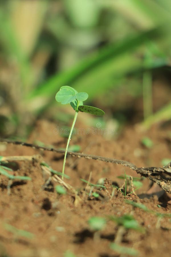 Little Green Seedlings Growing in Soil, Closeup, Concept of Global ...