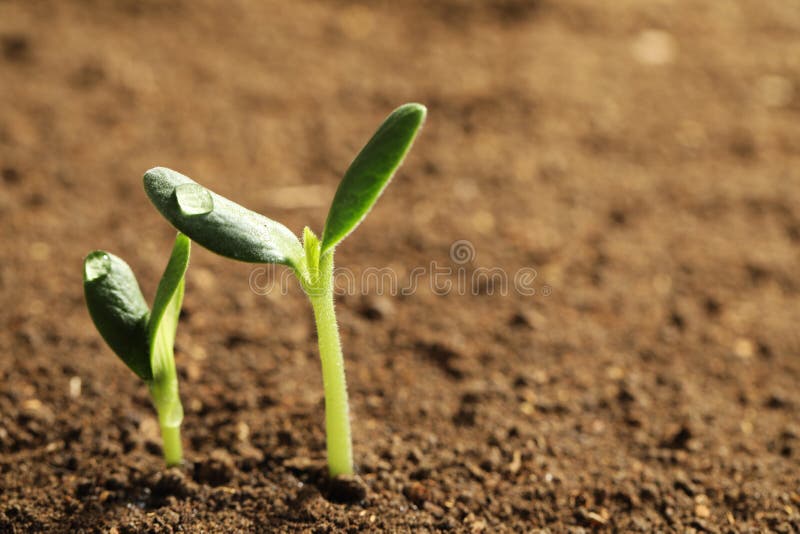 Little Green Seedlings in Soil, Closeup View. Space for Text Stock ...