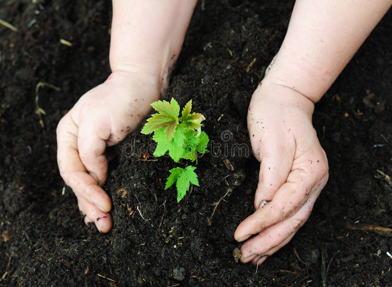 Little green sprout stock photo. Image of human, house - 14141666