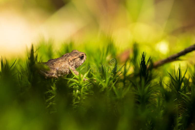 Little Green Toad in the Moss at Sunset Stock Photo - Image of moss ...