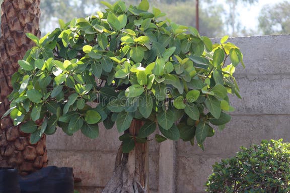 Little Green Tree Closeup Image Stock Photo - Image of bright, holding ...