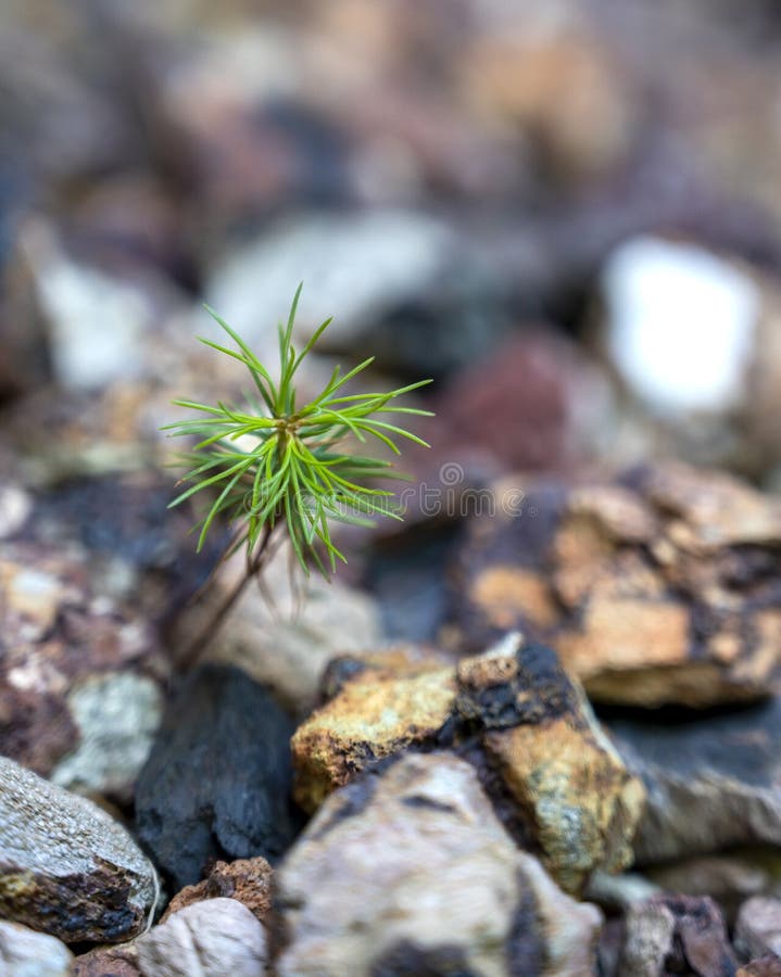 Little Green Tree Growing through Gravel Pebbles Stone Stock Image ...