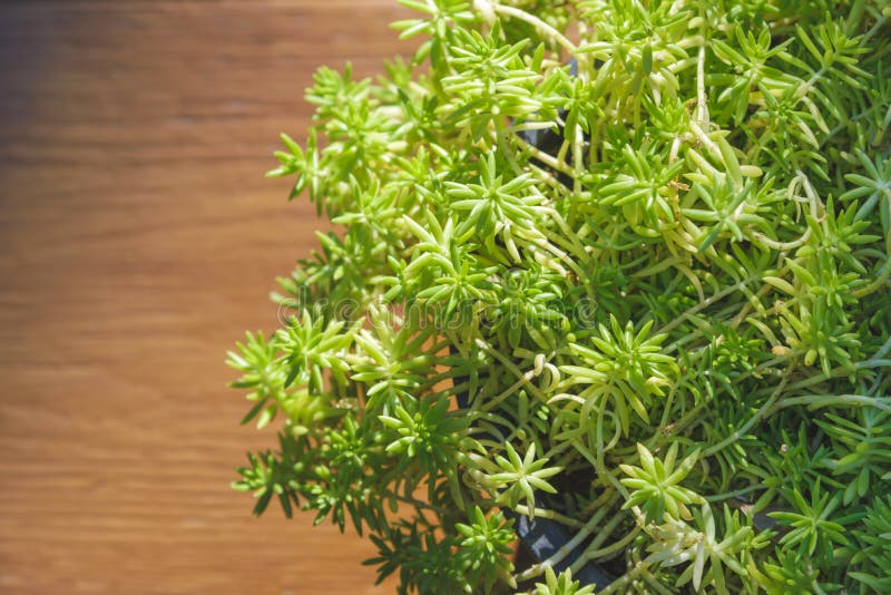 Little Green Tree Pots in Vase with Sunlight Decoration Stock Photo ...