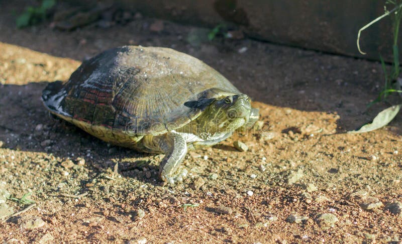 Little Green Turtle Walking on the Ground with the Sun on Its Forehead ...