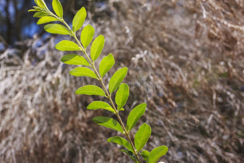 A little green twig stock image. Image of plant, close - 67223401