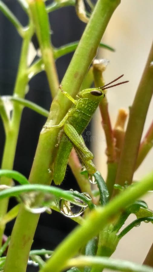 Little Greengrasshopper stock photo. Image of greengrasshopper - 221280140