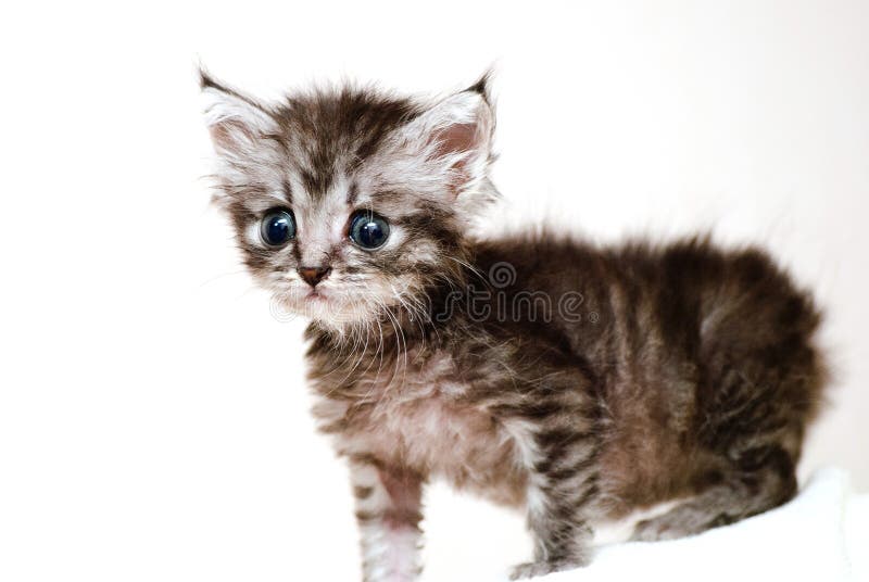Little grey cat stock image. Image of beautiful, mammal - 26378409