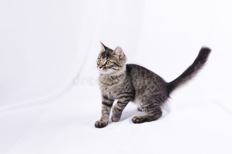Little Grey Cat Isolated on White Stock Photo - Image of portrait ...