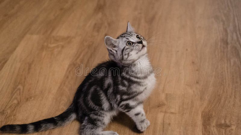 Little grey cat stock image. Image of feline, furry - 203311439