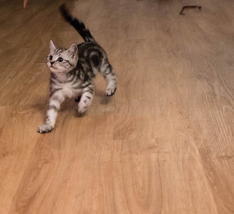 Little grey cat stock image. Image of breed, animals - 203311565