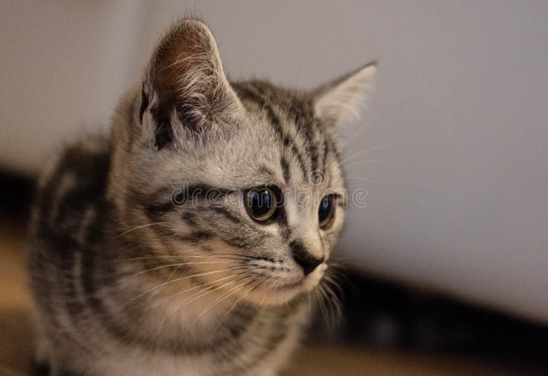 Little grey cat stock photo. Image of kitten, carnivore - 203311890