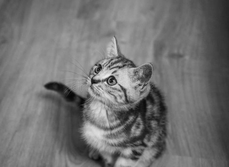 Little grey cat stock image. Image of breed, hair, kitten - 203311229