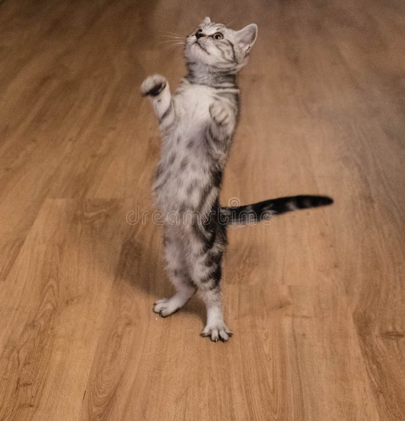 Little grey cat stock photo. Image of beautiful, gray - 203311522