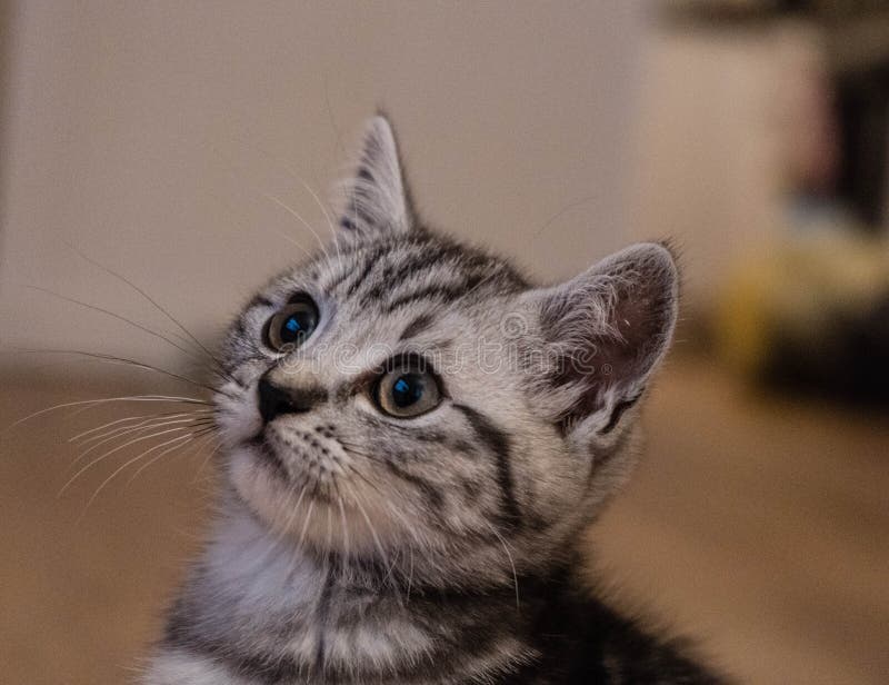 Little grey cat stock photo. Image of animal, furry - 203311860