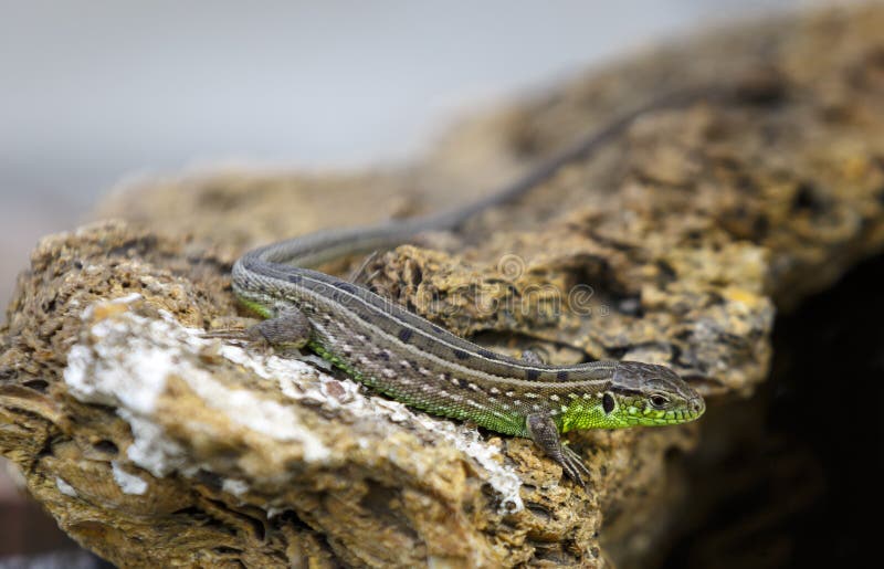 Little Grey-green Lizard is Basking on the Stone Stock Photo - Image of ...