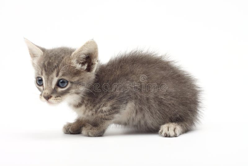 Little grey kitten stock image. Image of puss, young - 21275593