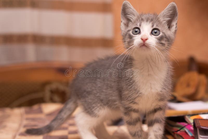 Little grey kitten stock image. Image of table, little - 22696419
