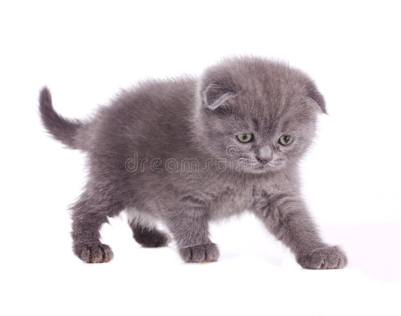 Little grey kitten stock image. Image of feline, charming - 24340225