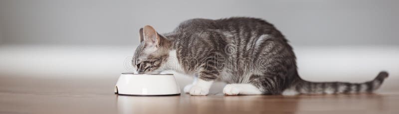 Little Grey Kitten Feeding by Cat S Meal Indoors Stock Image - Image of ...