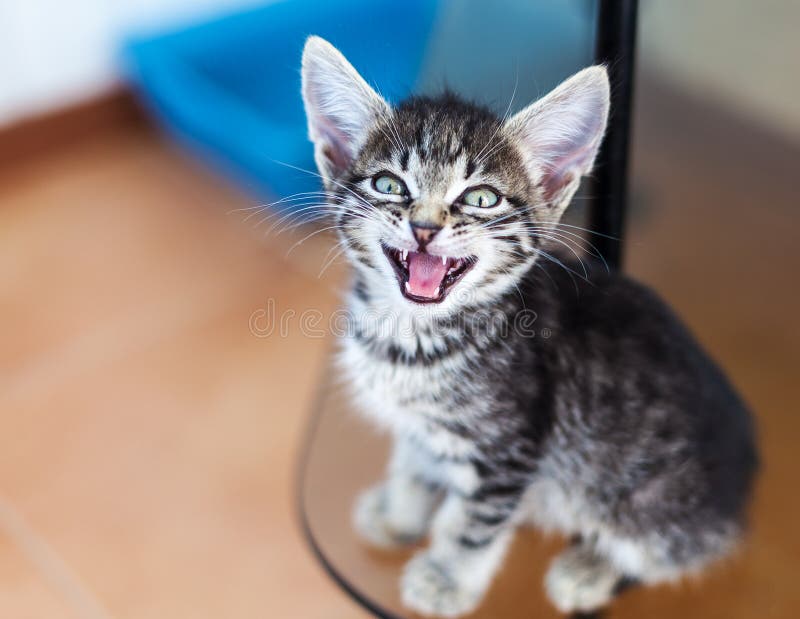 Little grey kitten mewing stock image. Image of kitty - 81005487
