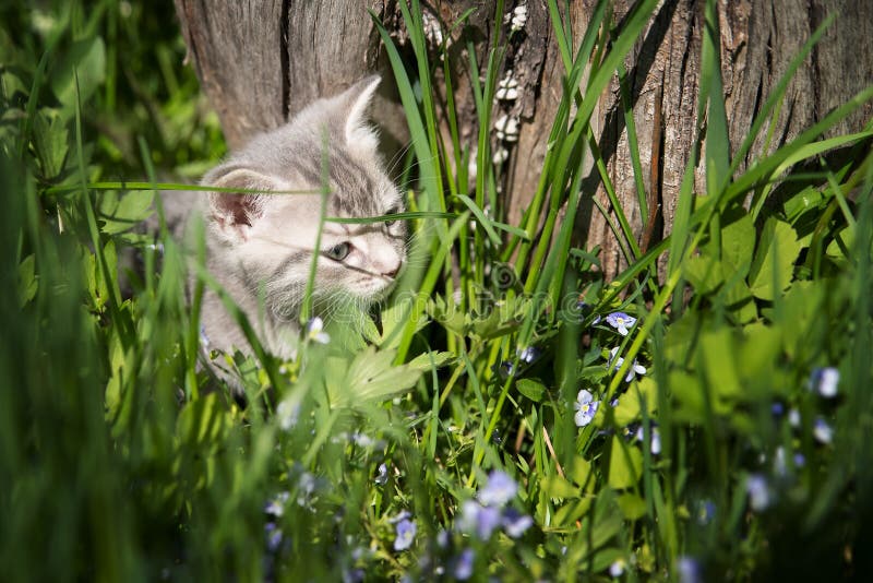 Little Grey Kitten Playing in Grass. Outdoor Stock Photo - Image of ...