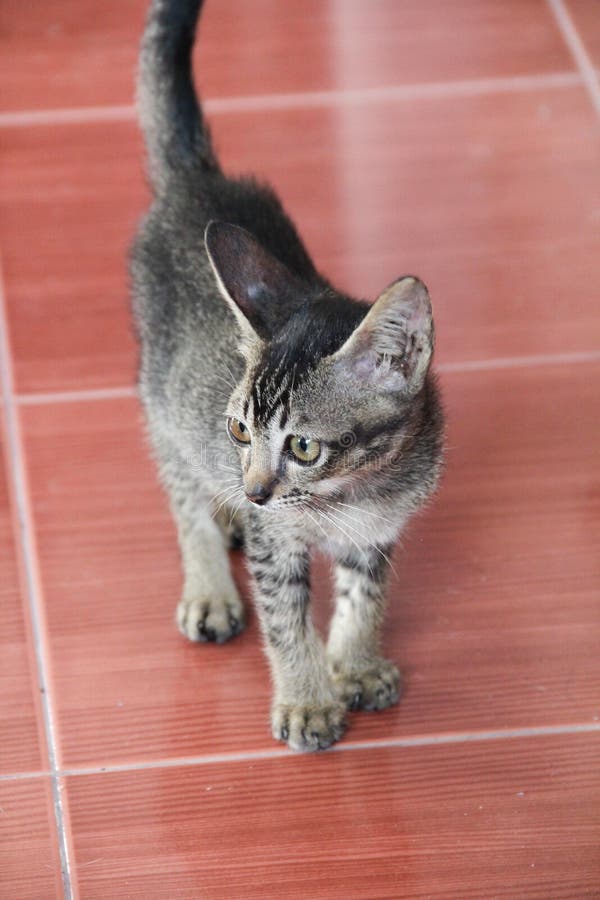 Little Grey Kitten Standing on the Floor in the House Stock Photo ...