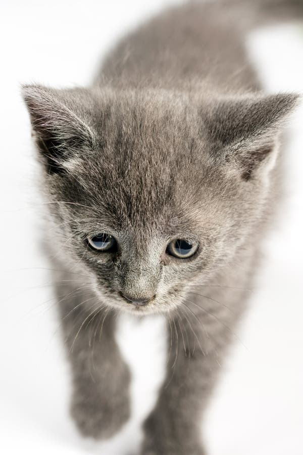 Little Grey Kitty Cat in Selective Focus Over White Background Stock ...