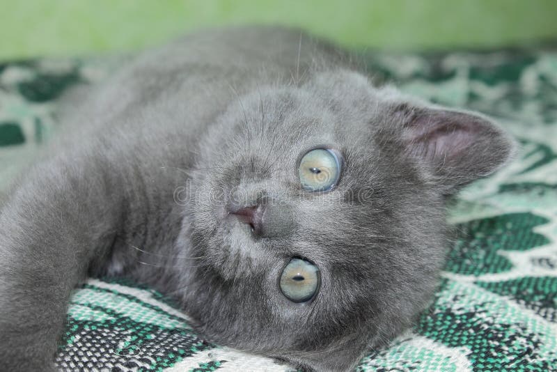 Little grey kitty stock photo. Image of animals, kitten - 61564936