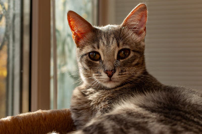 Little grey kitty posing! stock image. Image of ð¿oð - 235091717