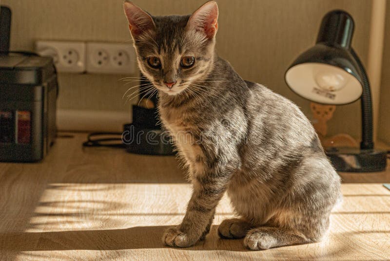 Little grey kitty posing! stock photo. Image of ñƒñˆðºð¸ - 235091770