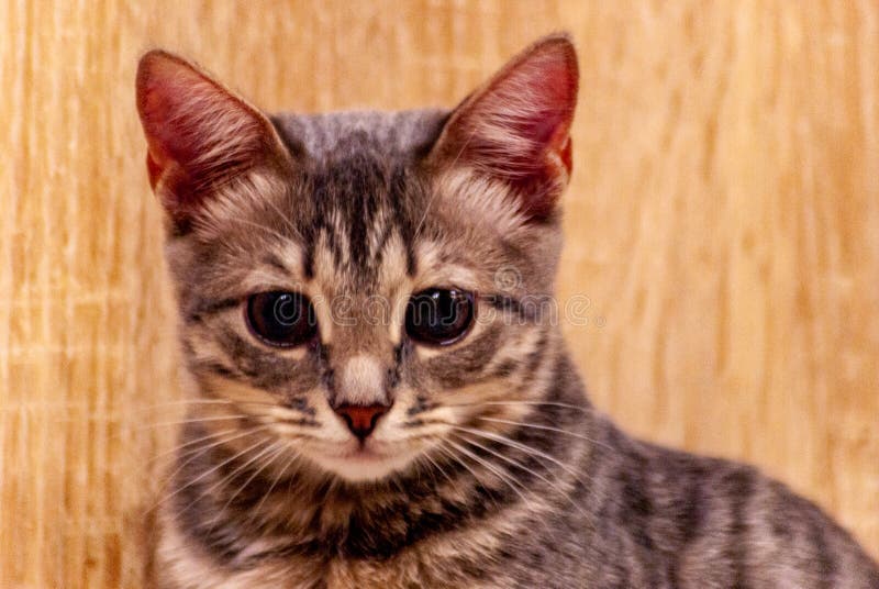 Little grey kitty posing! stock photo. Image of ñ…ð²oñ ñ‚ - 235091812
