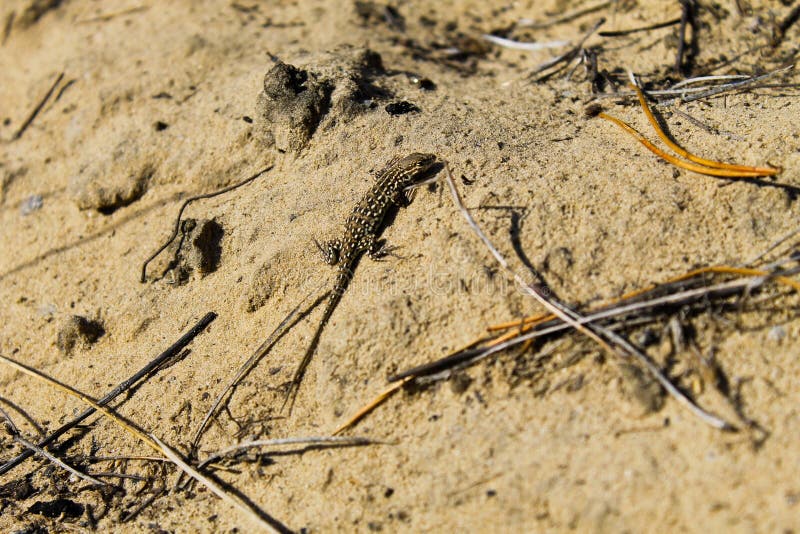 Little grey lizard stock image. Image of outdoor, camouflage - 84675099