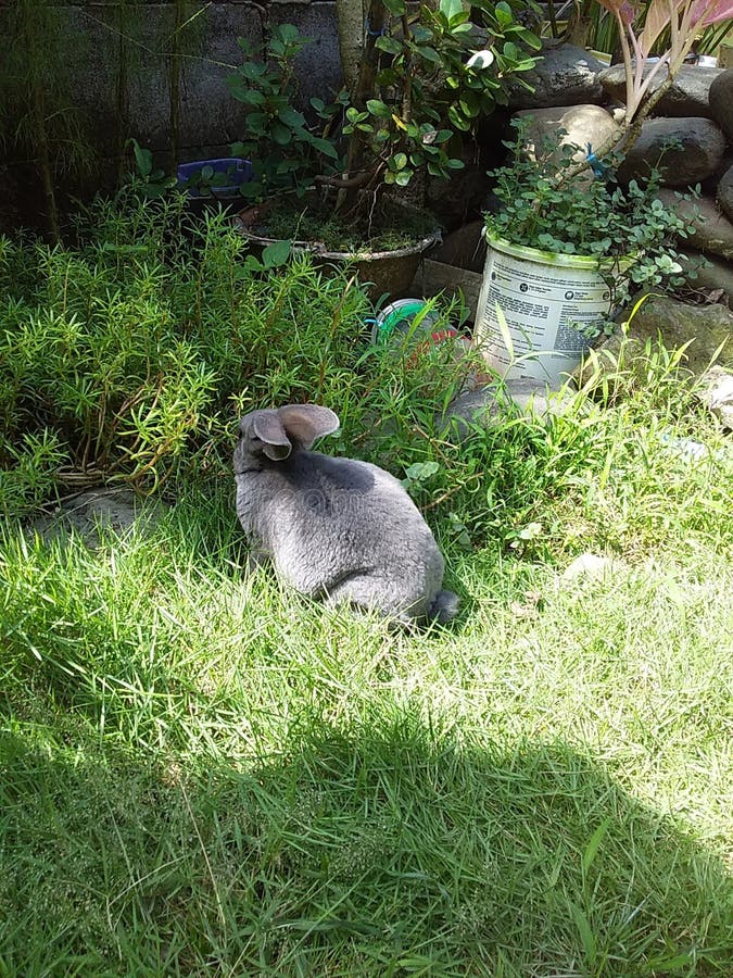 Little Grey Rabbit in Green Garden Stock Image - Image of makan, happy ...