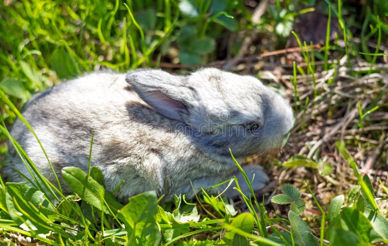 Little Grey Rabbit Lit by the Sun Stock Image - Image of grass ...