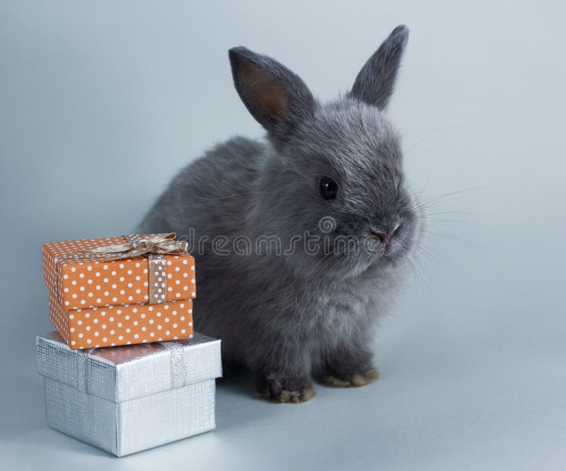 Little Grey Rabbit Sitting Near Little Gift Boxes on a Grey Background ...
