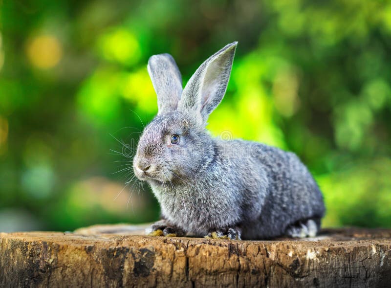Little Grey Digger Squirrel Stock Photo - Image of bliss, spermophilus ...