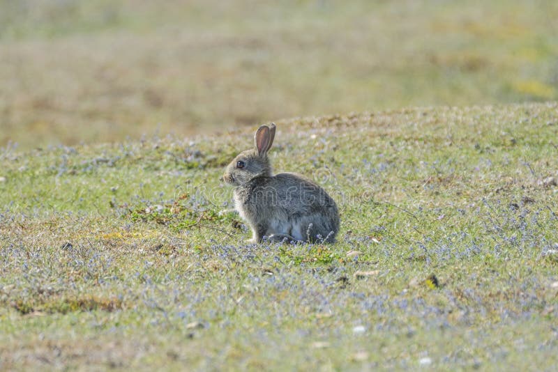Little Grey Rabbit stock image. Image of nature, rural - 71033371