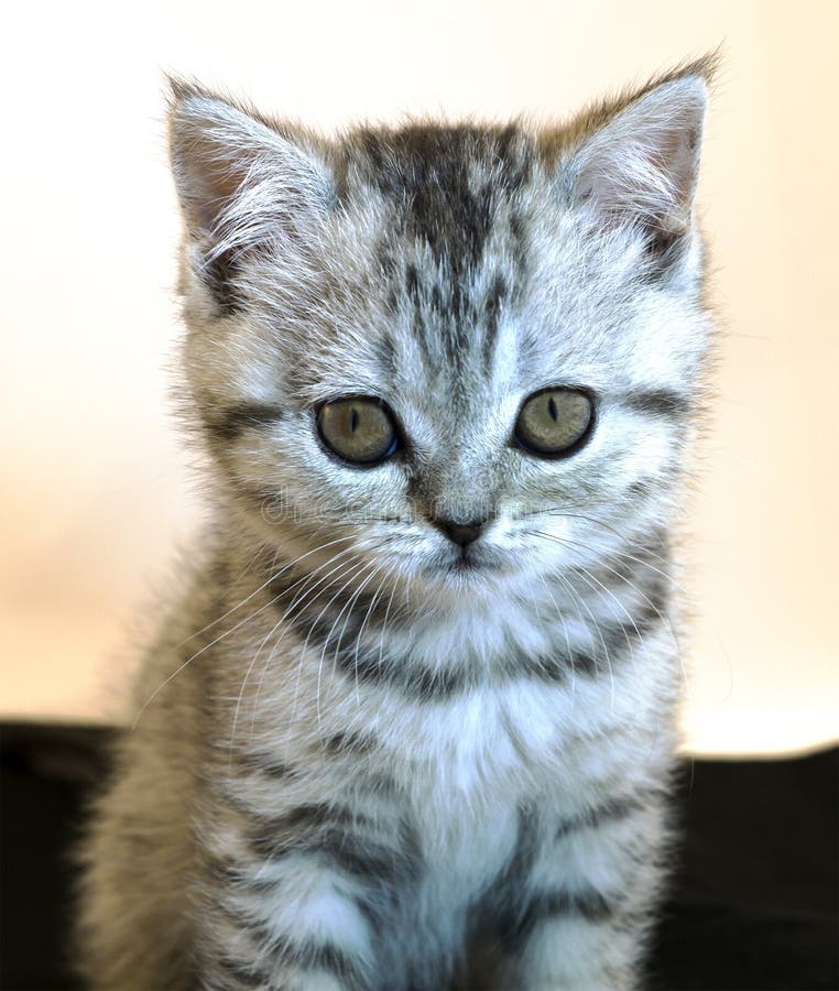 Little grey scottish cat stock photo. Image of lying - 68753188